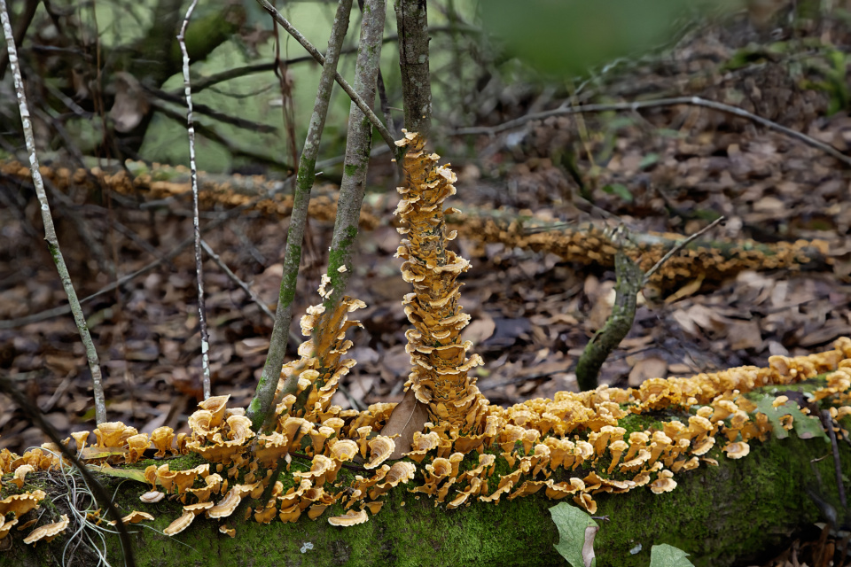 Fungi | bugsman | Blipfoto