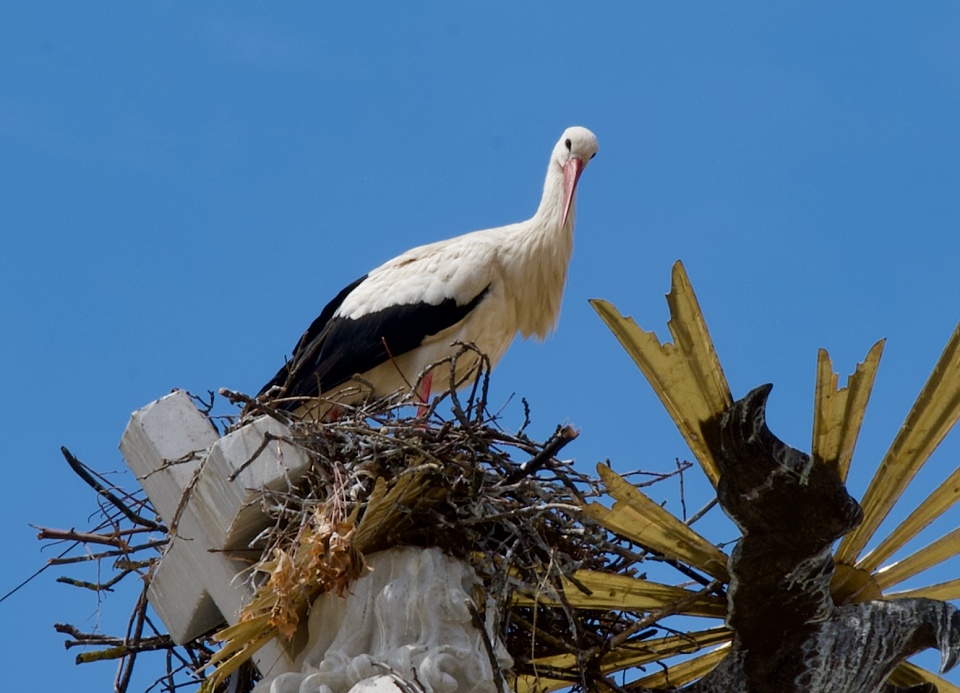 What no babies! | AndrewNZ | Blipfoto