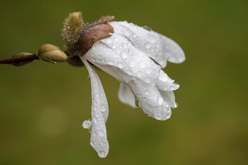 Drippy flowers | NickyR | Blipfoto