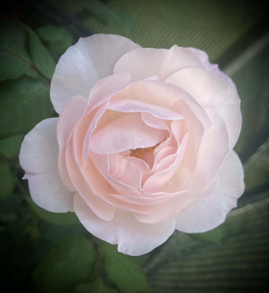 English Miss rose. | Paola | Blipfoto