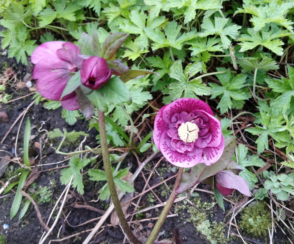Hellebore | Poppy | Blipfoto