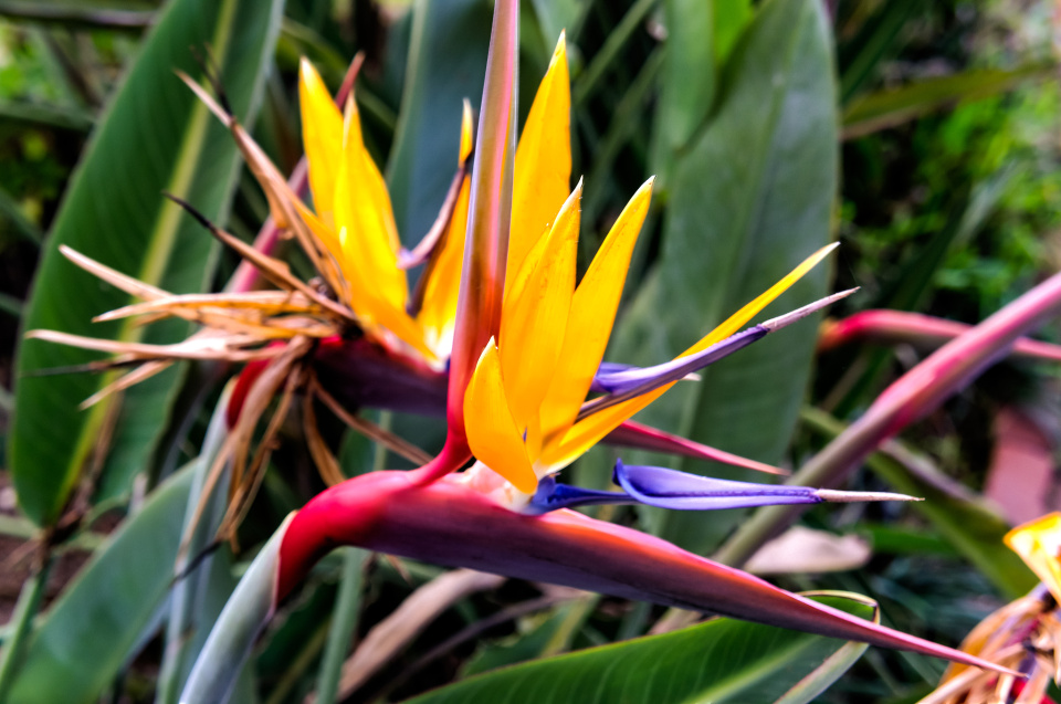 A flower points the way. | Miles365 | Blipfoto