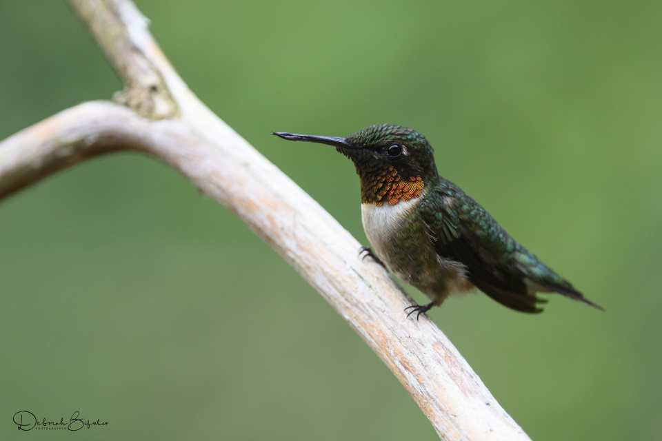 Tough Guy | dbifulco | Blipfoto