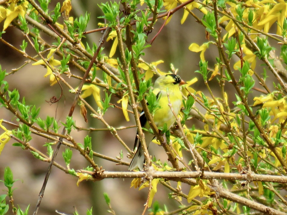 Gold on Gold: Goldfinch on Forsythia | GirlWithACamera | Blipfoto