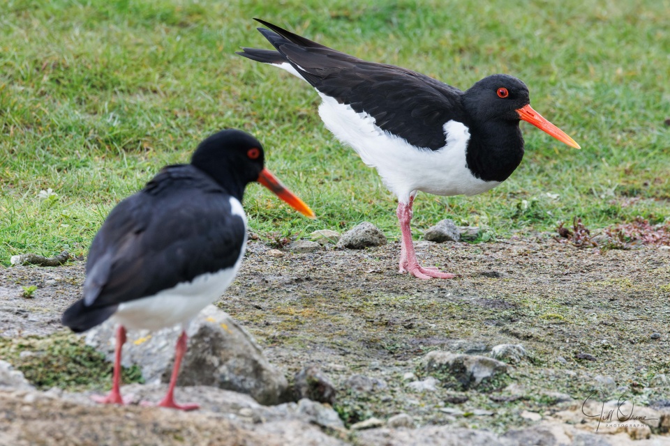 Come hither | JDO | Blipfoto