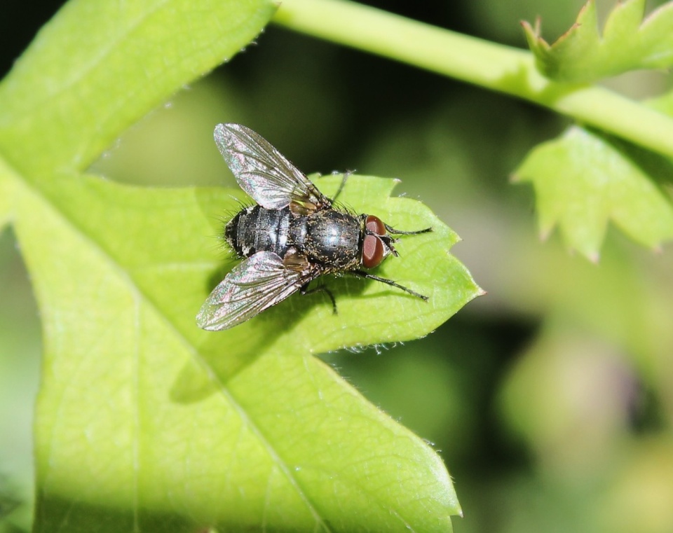 Fly | monkey | Blipfoto