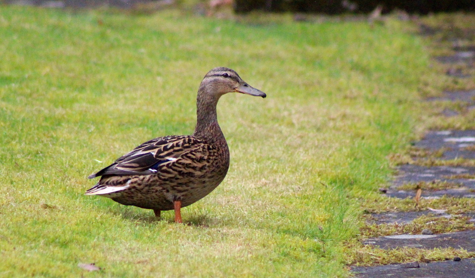 Quack Look Round | theBroon | Blipfoto