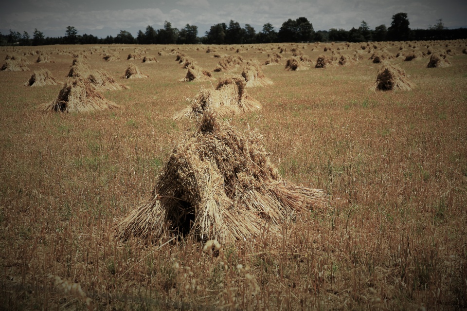 Stooks | TeeJay | Blipfoto