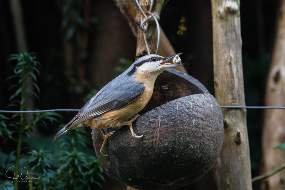 Tongue-out Tuesday | JDO | Blipfoto