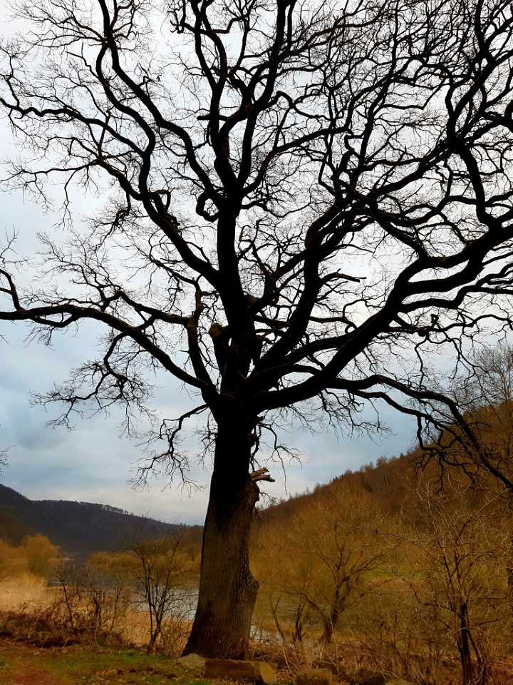 The Magic Oak @ South-East Window. | TynvdB | Blipfoto