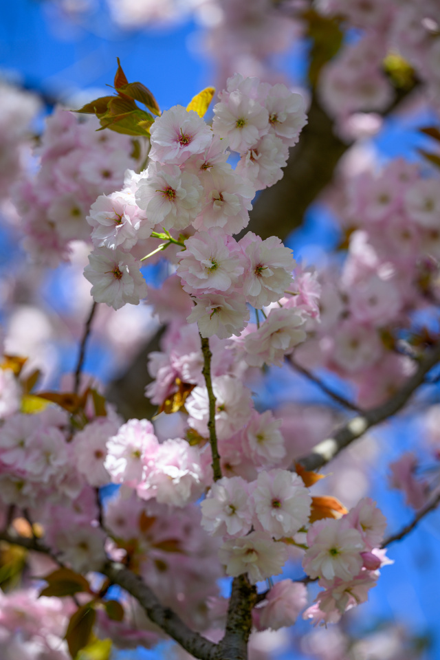 Cherry blossoms | NickyR | Blipfoto