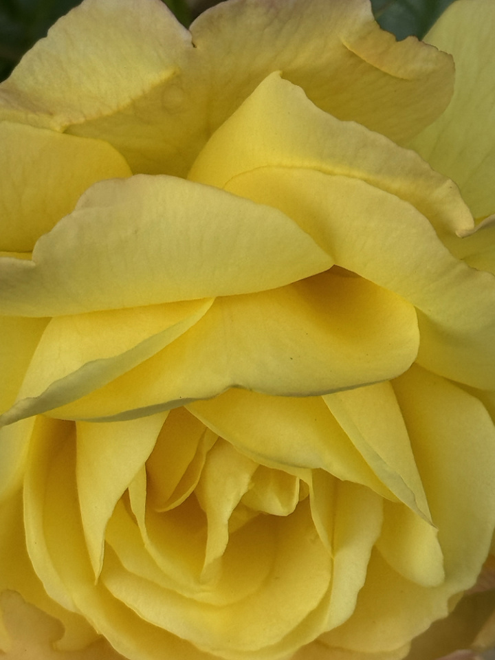 Delicious yellow rose | DutchDailies | Blipfoto