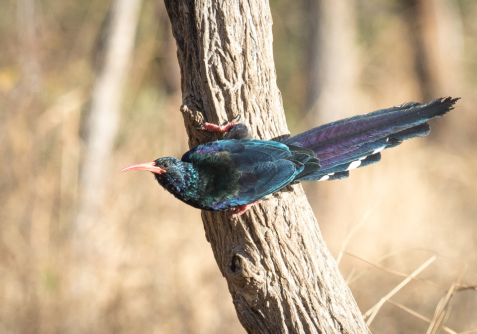 Blue Wood Hoopoe | HilarysView | Blipfoto