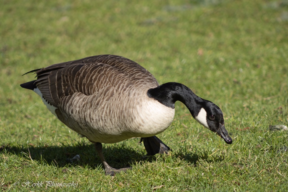 Take a gander at this | Hevkk | Blipfoto