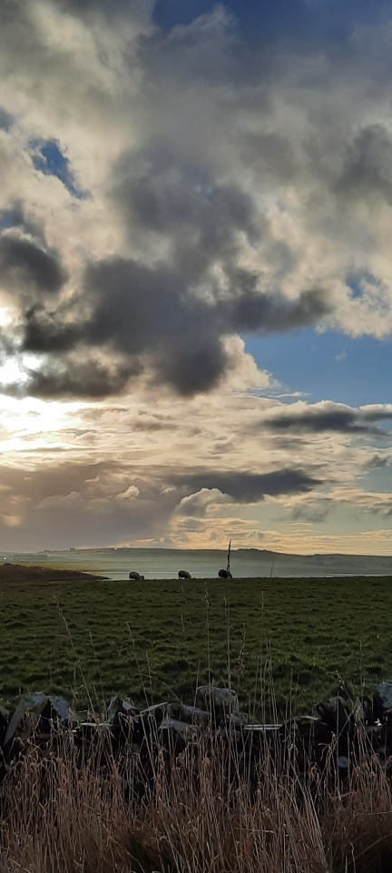 Sheeeep | Topsyturvy | Blipfoto