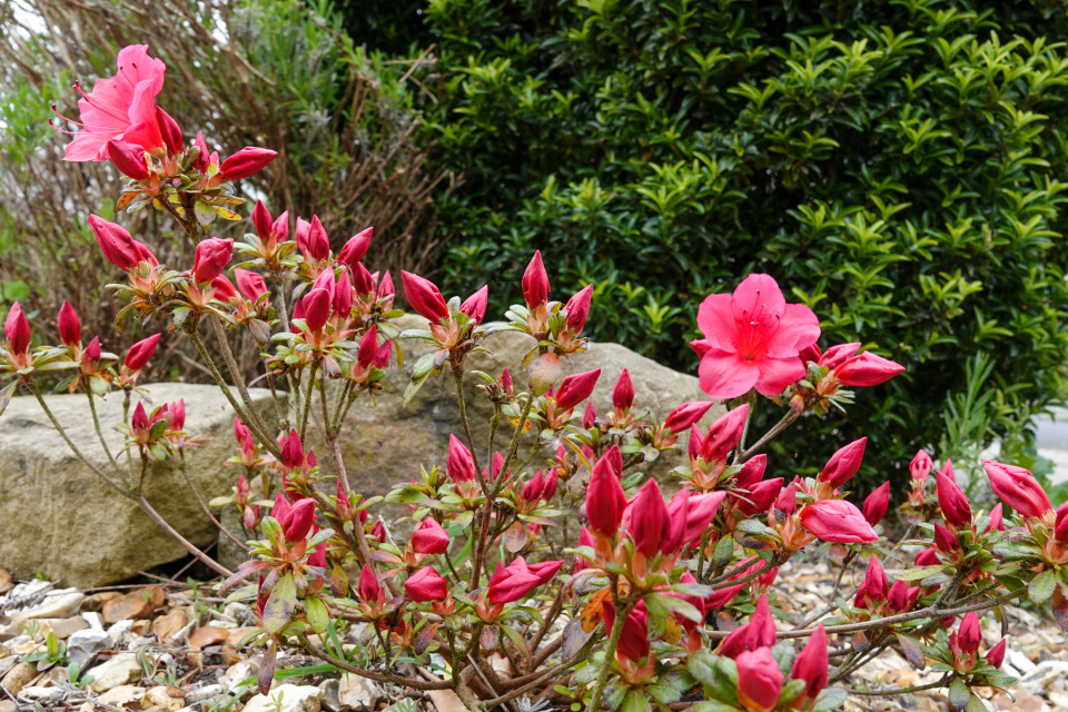 Miniature Azalea | john39 | Blipfoto