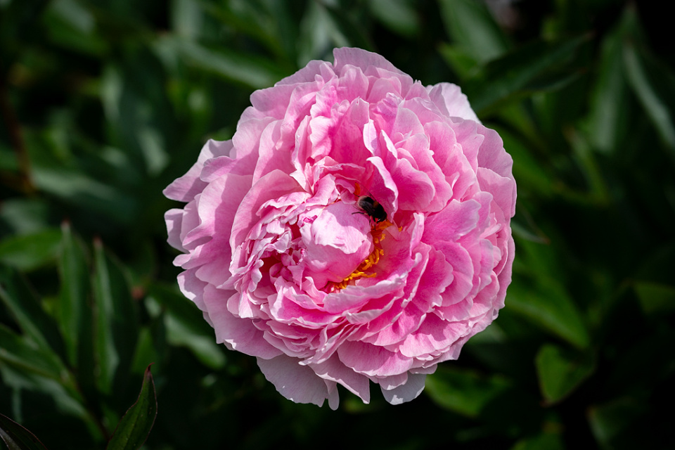 Peony with a bee | DarkEyedMary | Blipfoto
