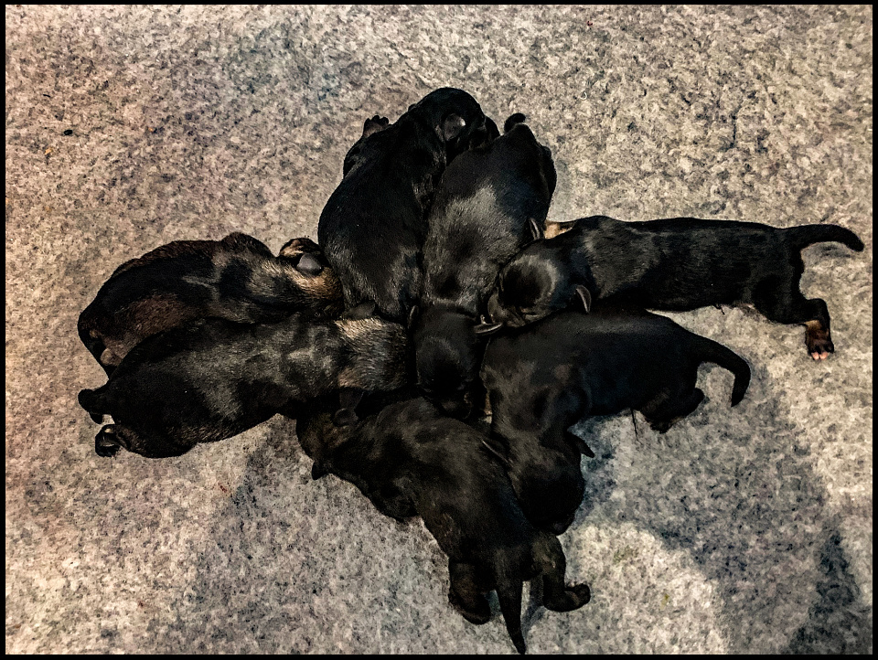 Schnoozers | ForthPorts | Blipfoto