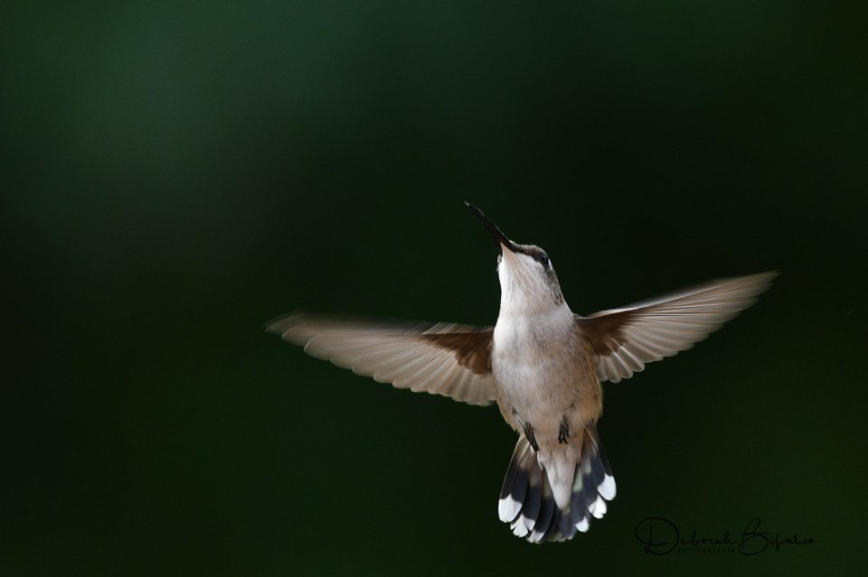 Full Frontal Hummie | dbifulco | Blipfoto