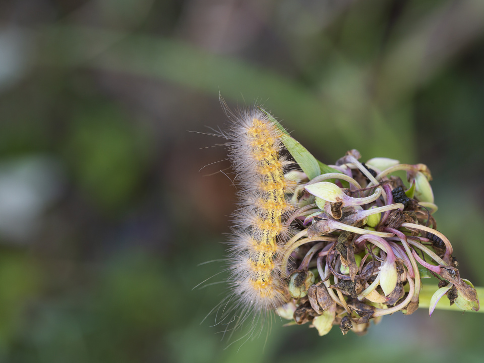 Caterpillar | bugsman | Blipfoto