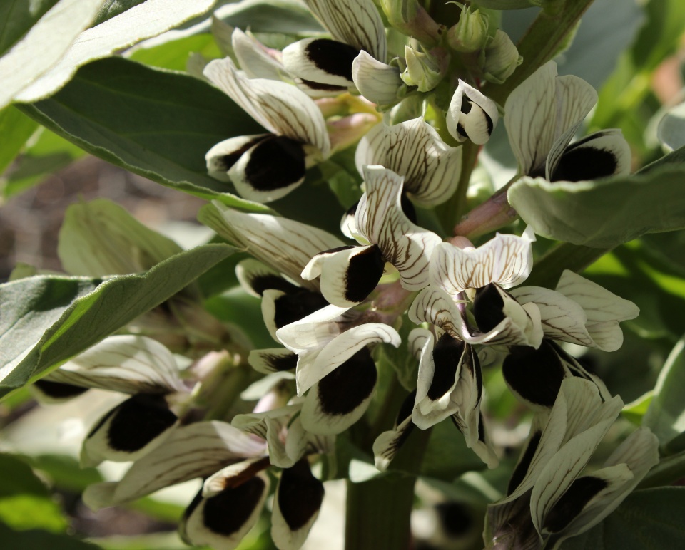 Dwarf Broad Beans | john39 | Blipfoto