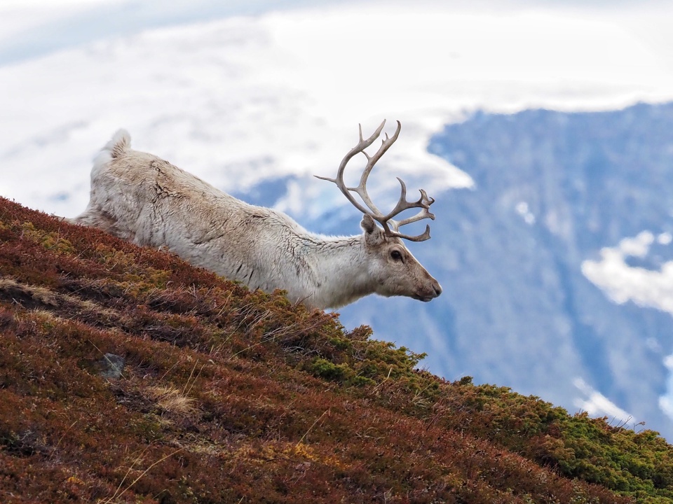 Norway Day 6, Uvssotrášša and Reindeer! | HilarysView | Blipfoto