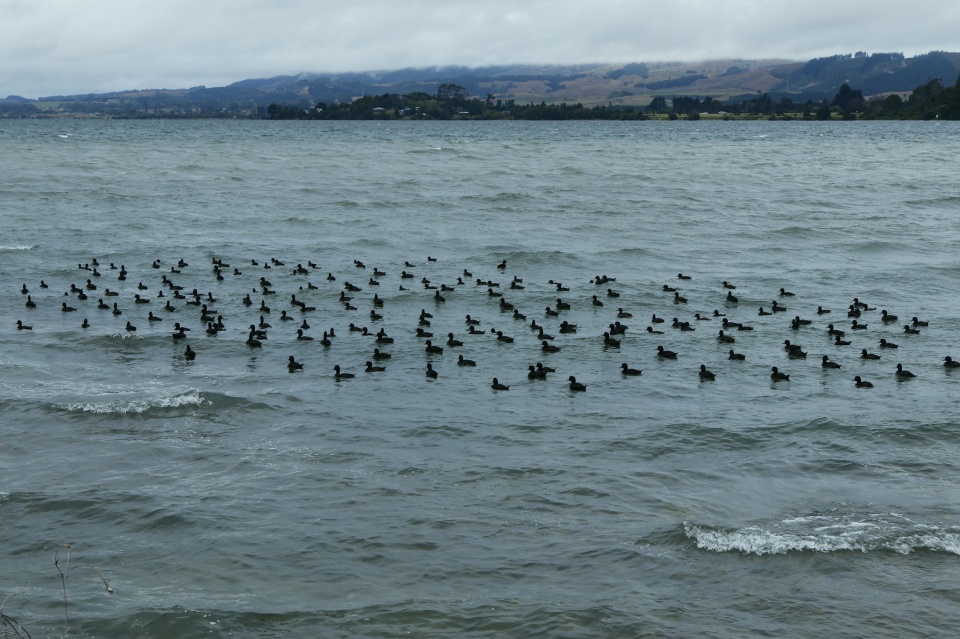 NZ Scaup... | nangee | Blipfoto