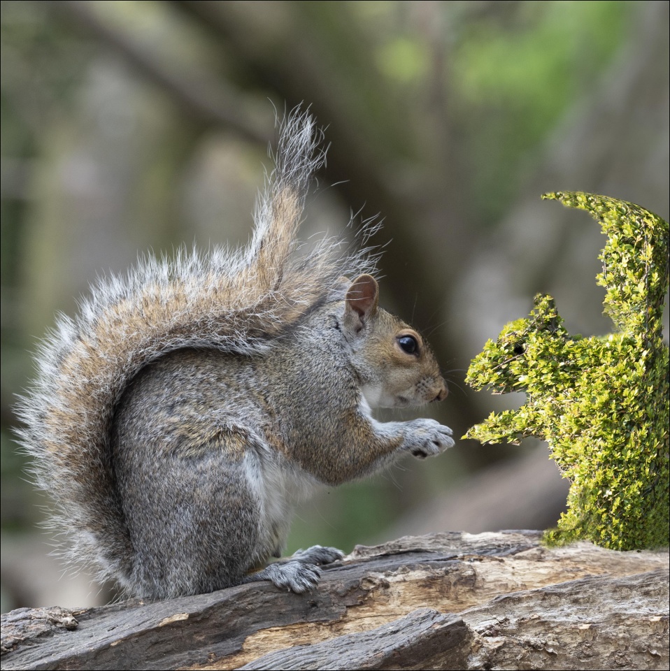 Silly squirrels | suejay50 | Blipfoto