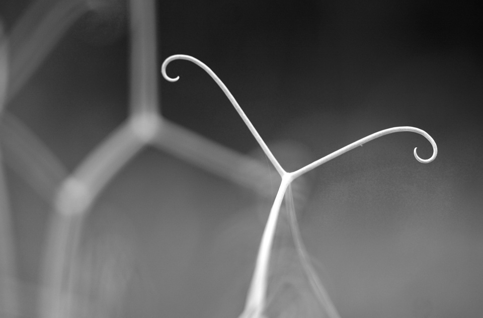 Putting out a feeler... | lesmark | Blipfoto