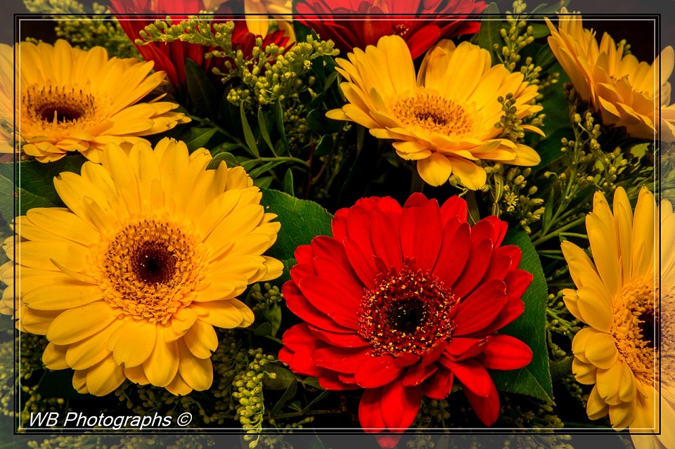 Gerbera | WilArt | Blipfoto