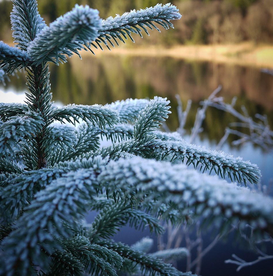 Frosty! | snapper | Blipfoto