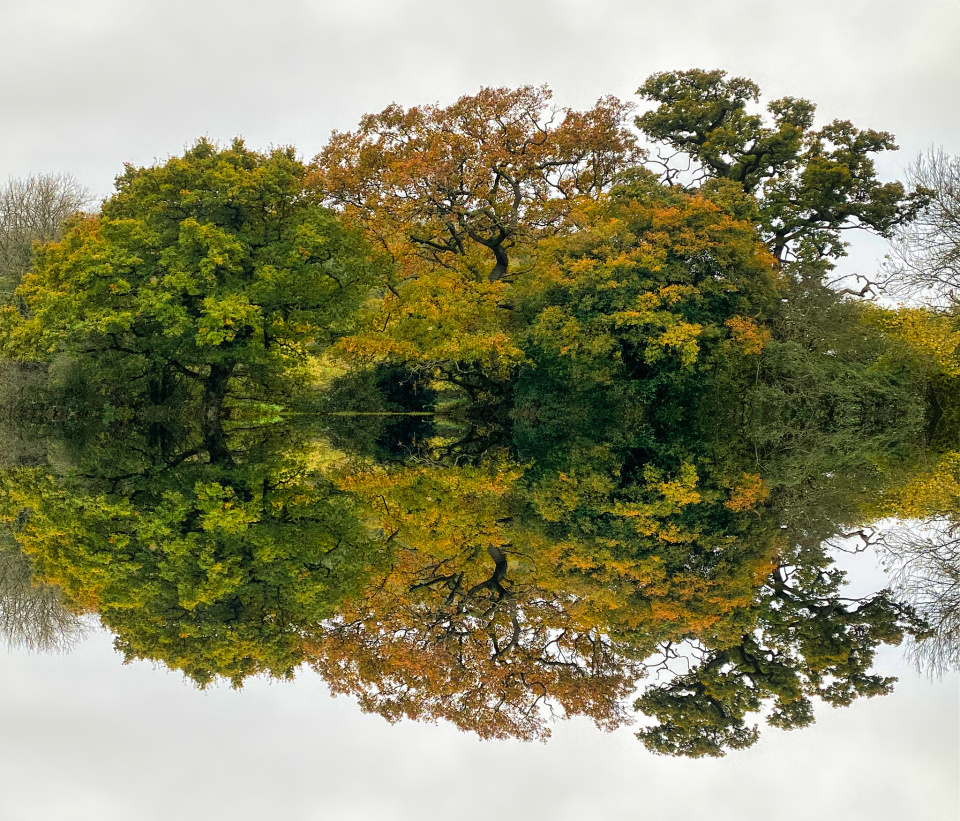 Reflected Autumn Copse | Incredibish | Blipfoto