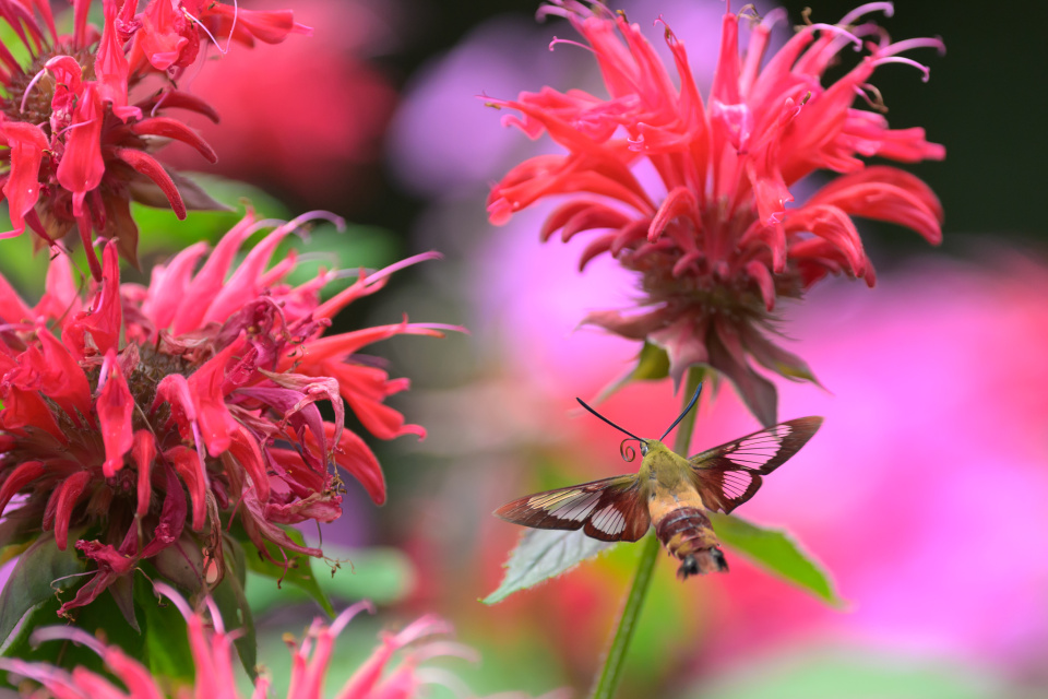 Celebrate! | dbifulco | Blipfoto