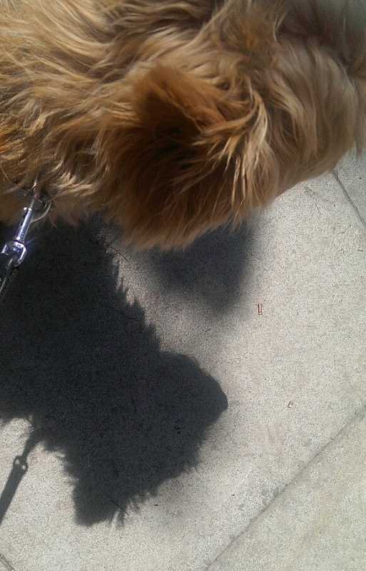 Hot dog | Gipsygirl | Blipfoto