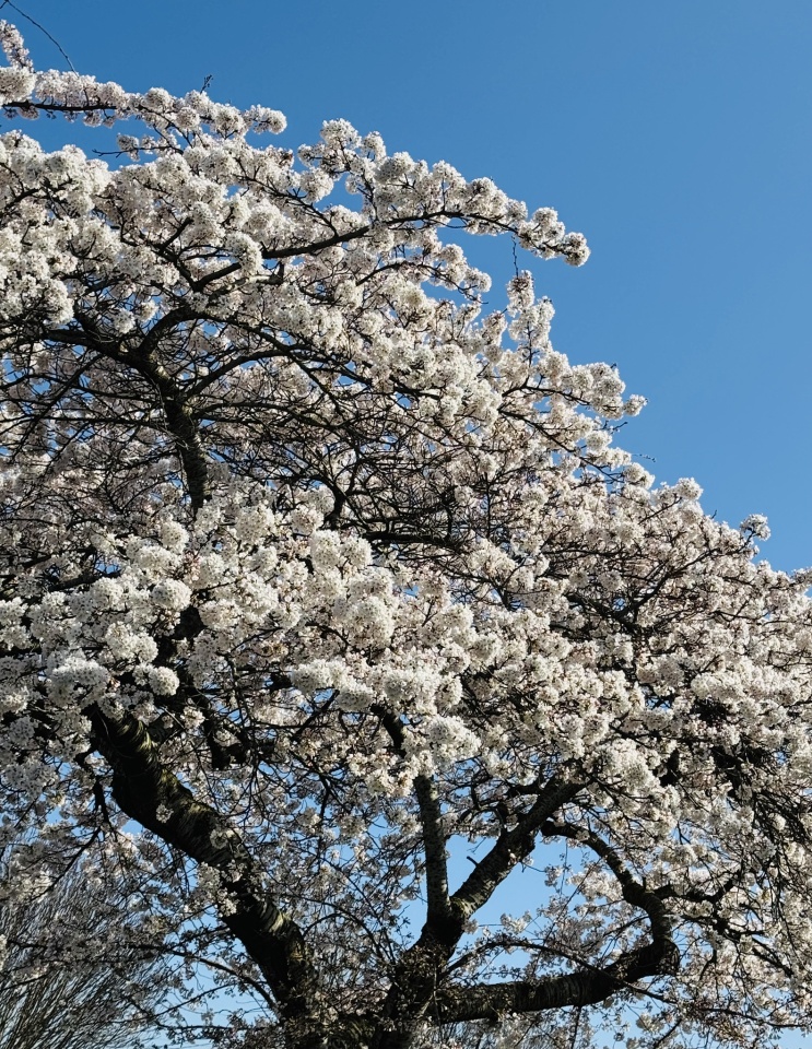 Street blip | sunflower | Blipfoto