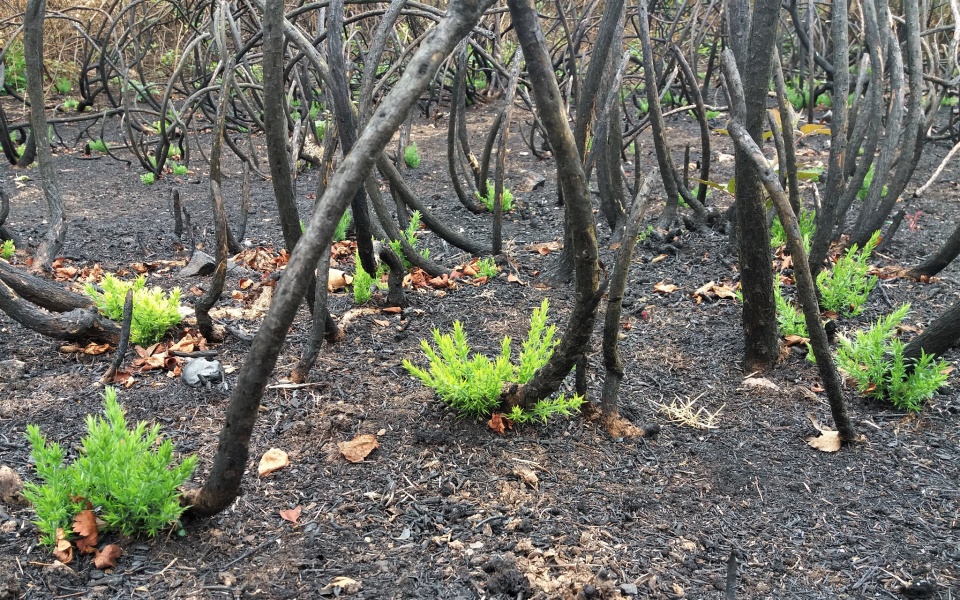 Markfield Quarry | Jamjar | Blipfoto
