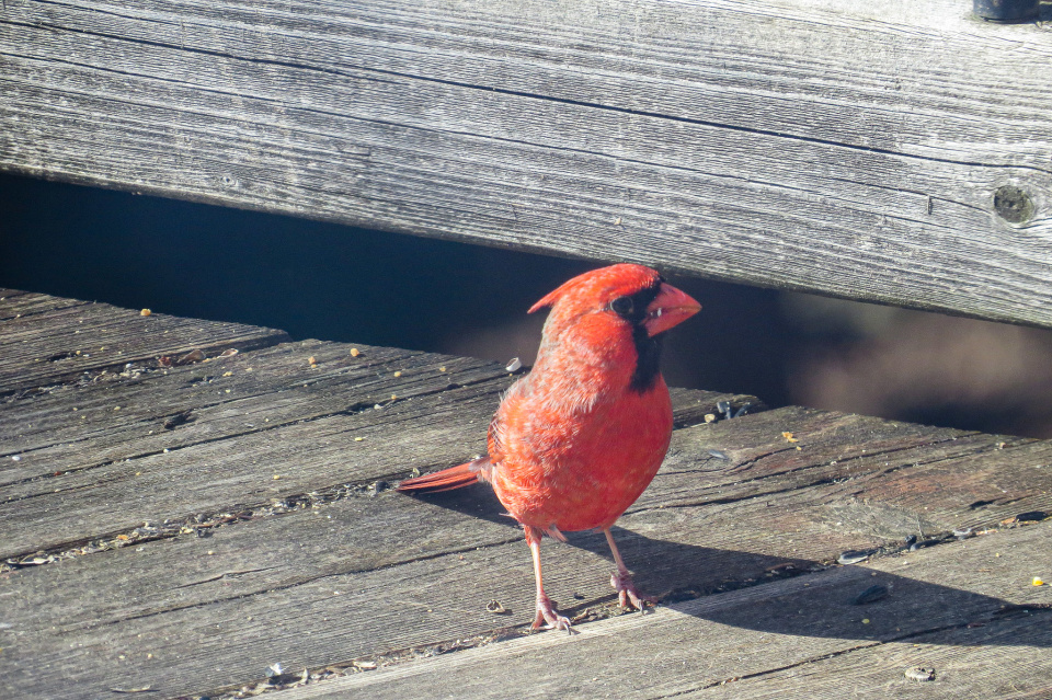 My cardinal is back! | KathyH58 | Blipfoto