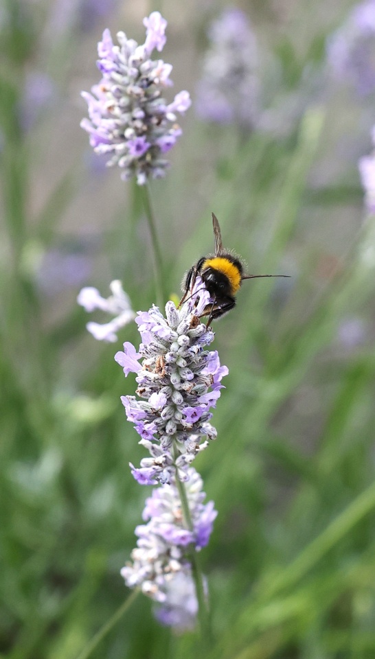 Leeds Lavender | MatlockGraham | Blipfoto