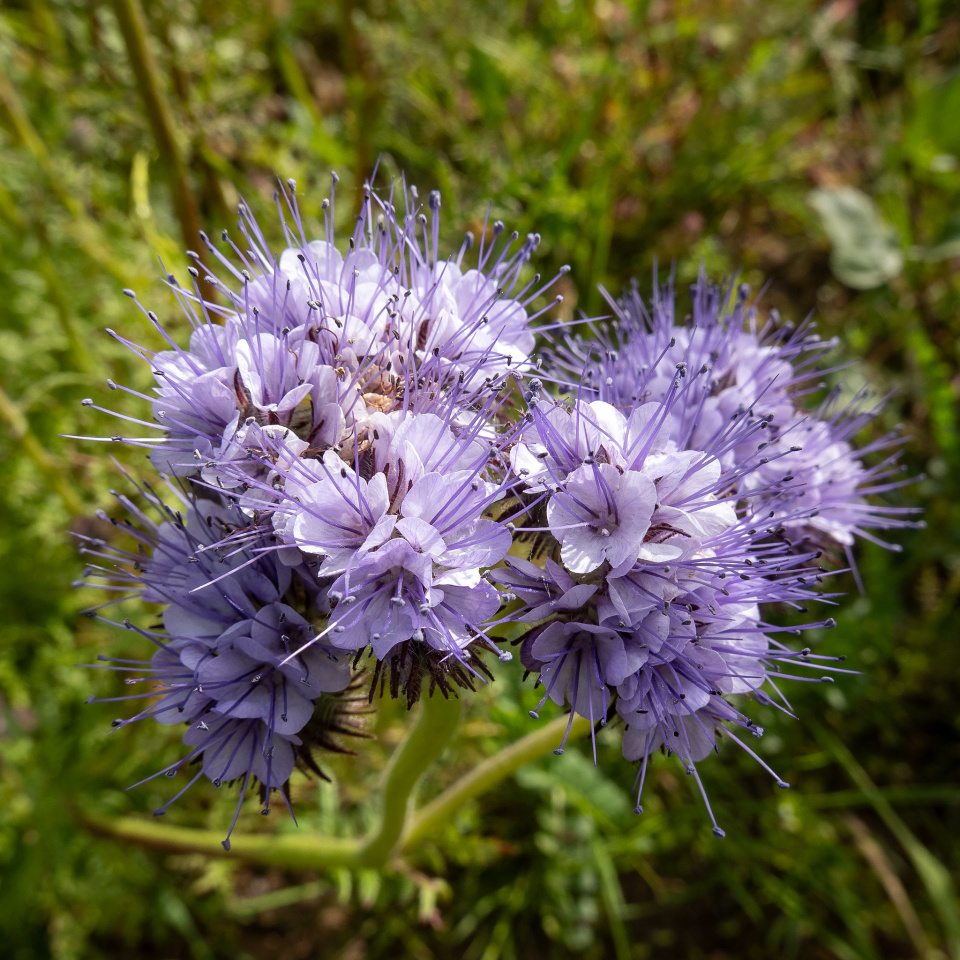 Another Flower.. | madwill | Blipfoto