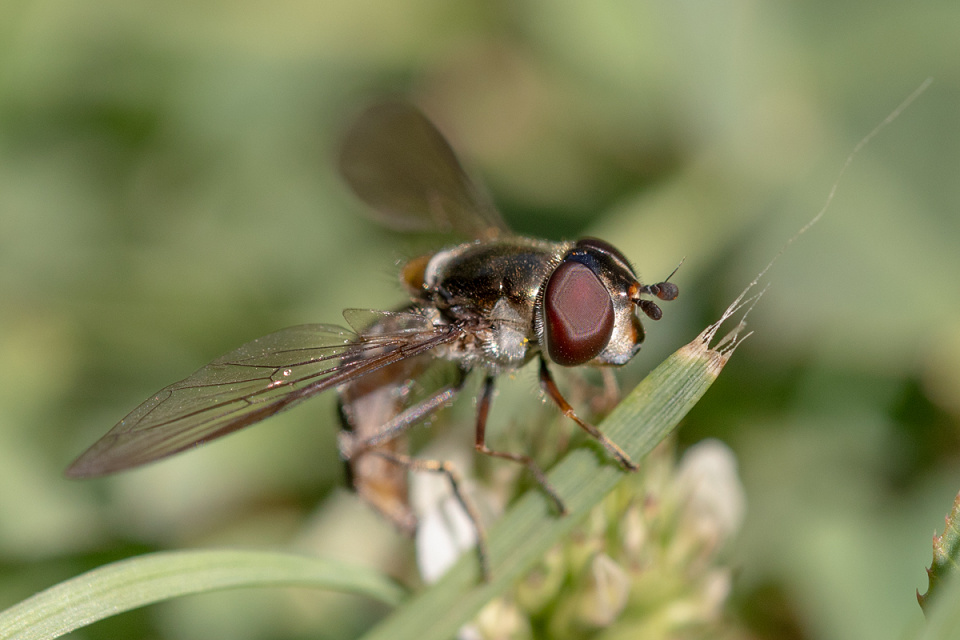 Hover fly...... | twigs | Blipfoto