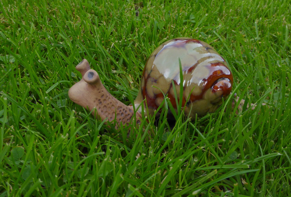 Rare snail | DomesticGoddess | Blipfoto