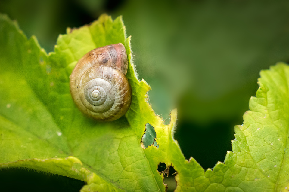 Strawberry Snail? | Freyjad | Blipfoto