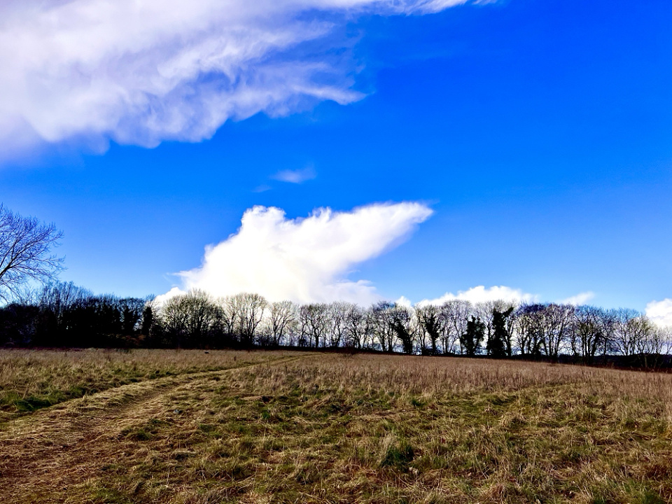 Spot the dog… | Romay | Blipfoto