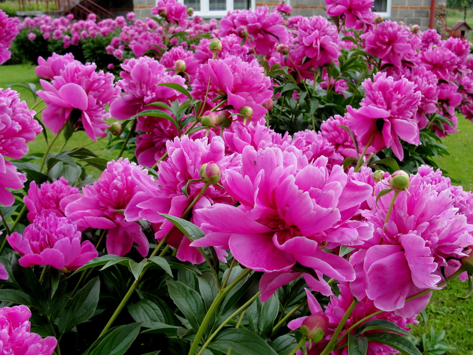 Barbara's peonies | Geebliping | Blipfoto