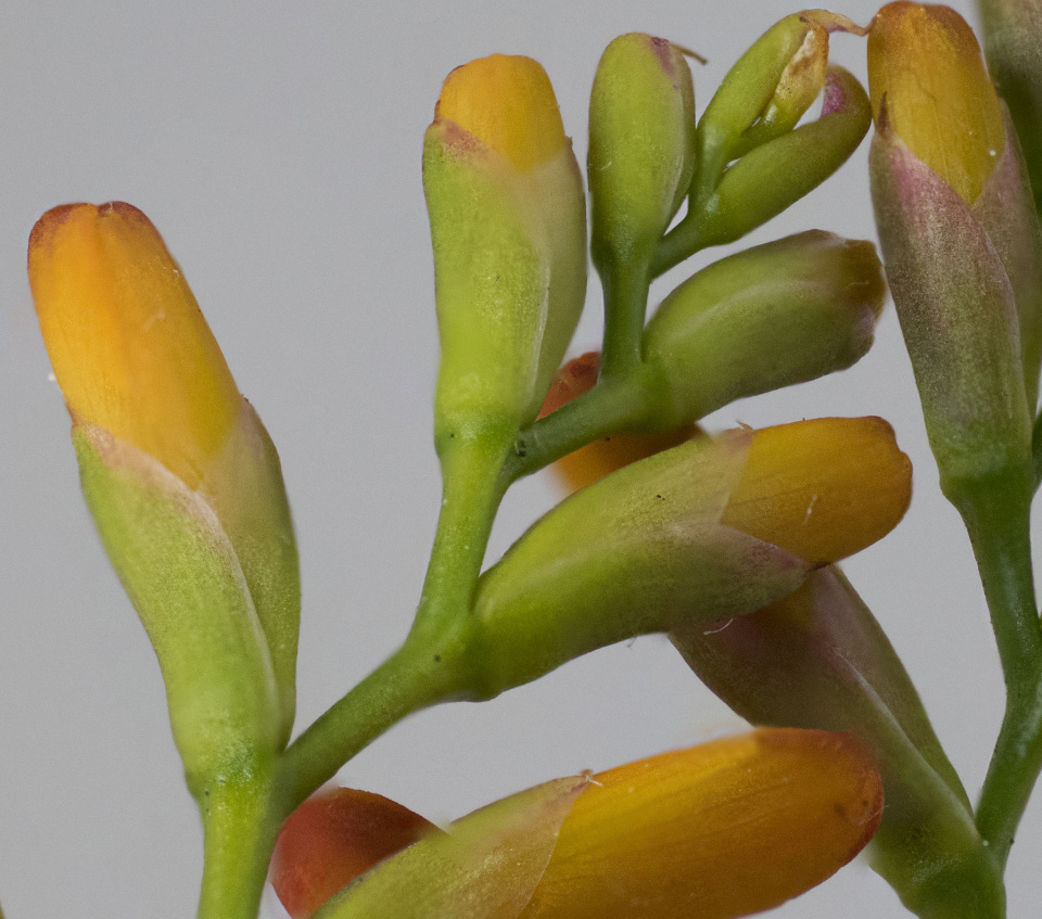 Orange flower buds | lynne_owen | Blipfoto