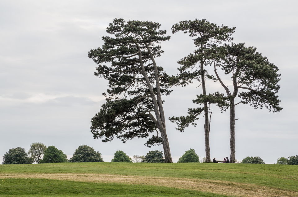 Three Tall Trees | Kernow | Blipfoto