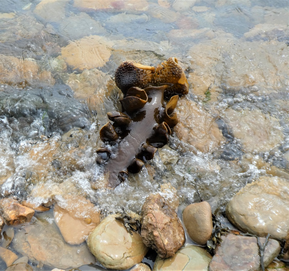 Sea Life | EllyJay | Blipfoto