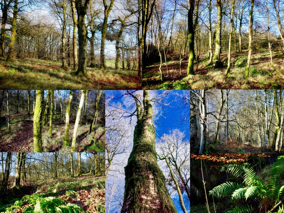 The Hidden Life of Trees | Photogen | Blipfoto