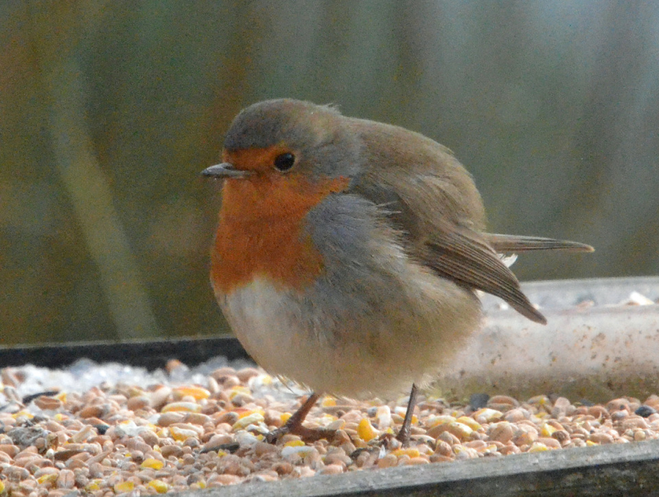 Fluffed-up Robin | arkensielphoto | Blipfoto