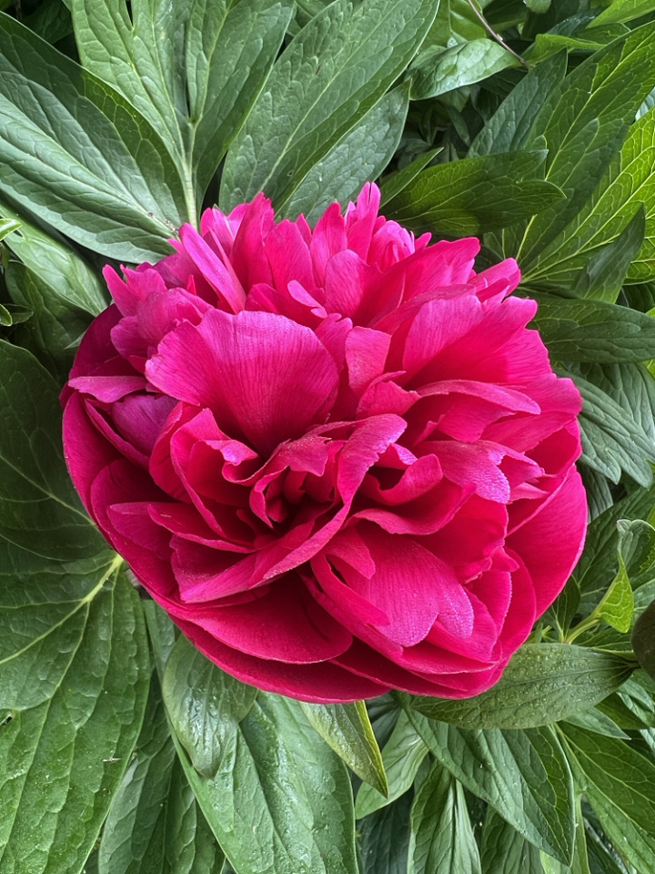 Blousy | Romay | Blipfoto